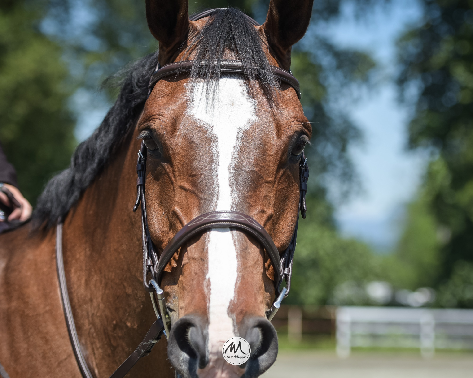 Maple Ridge Equi-Sports Centre – Maple Ridge's Premier Horse Show & Boarding Facility